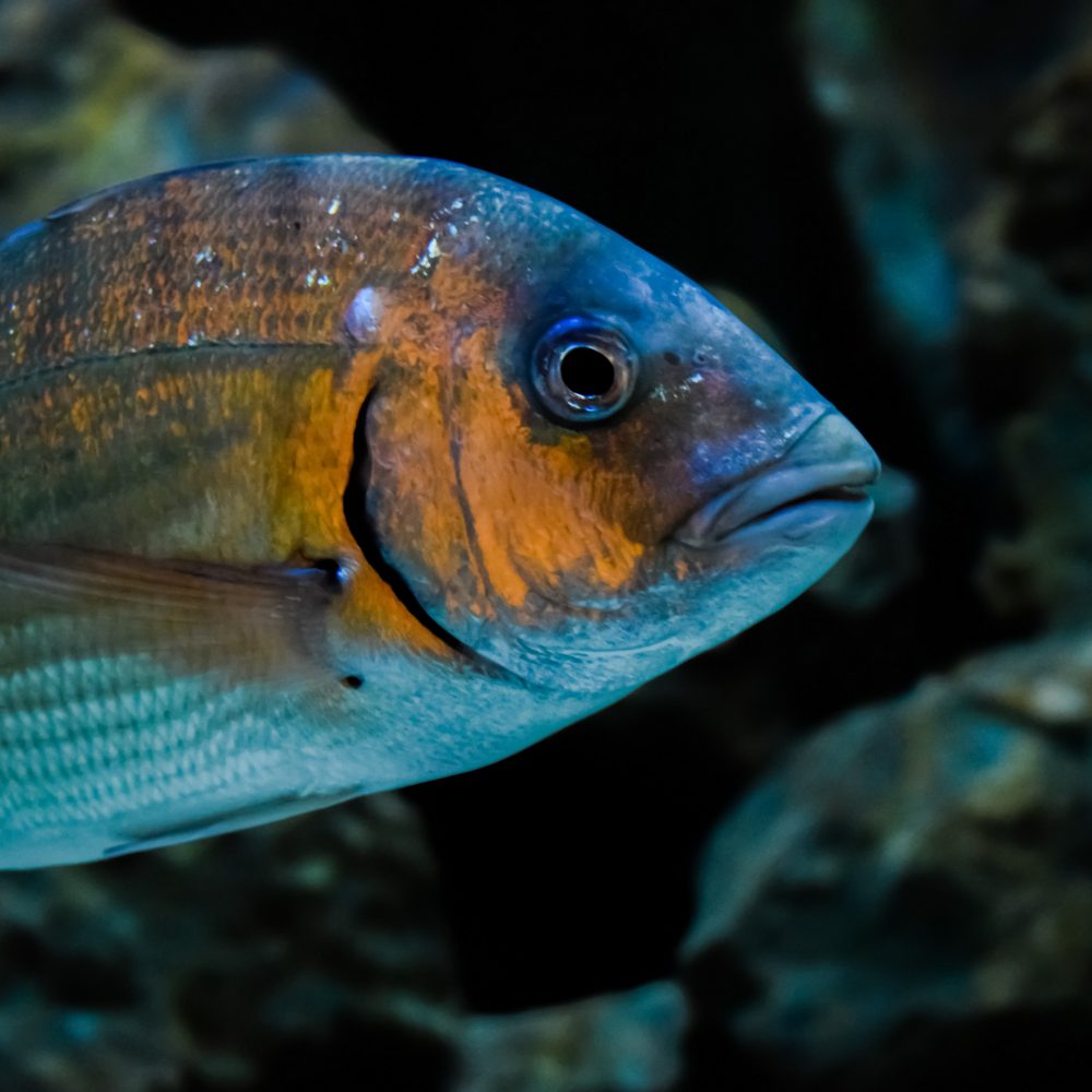 AMUR | Riba Hrvatske