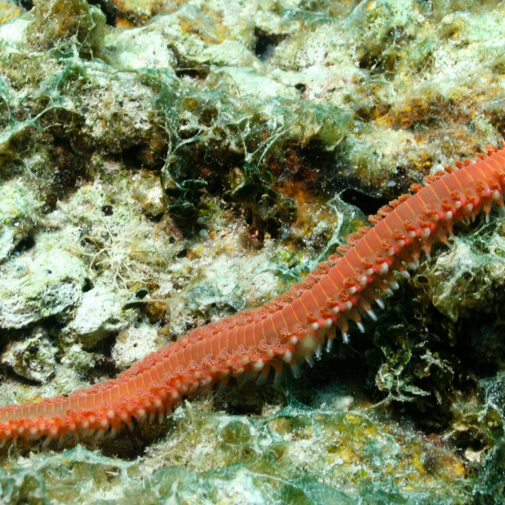 TRLJA - Riba Hrvatske