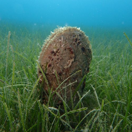 TOLSTOLOBIK | Riba Hrvatske