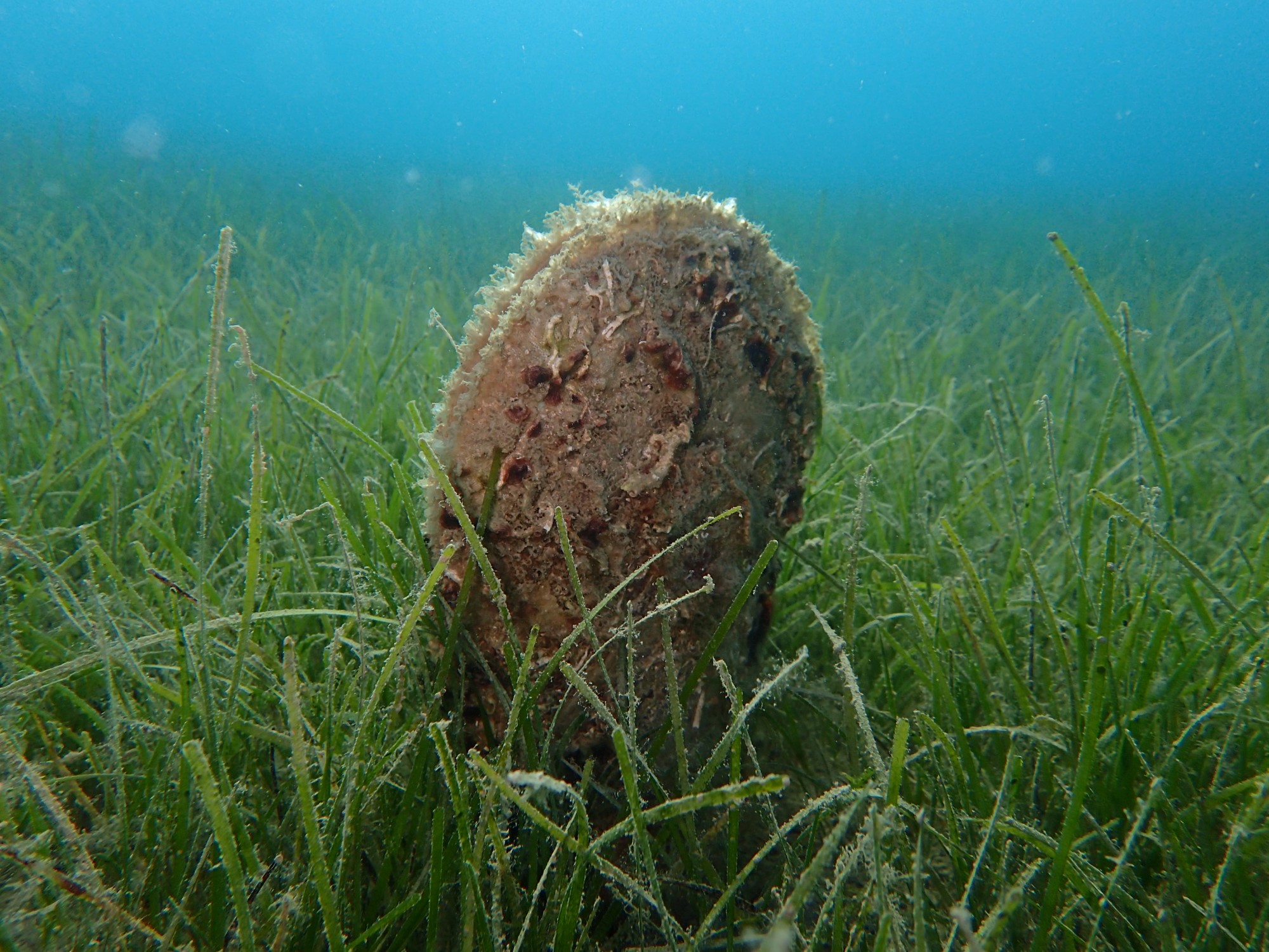 Plemenita periska – SOS – Riba Hrvatske