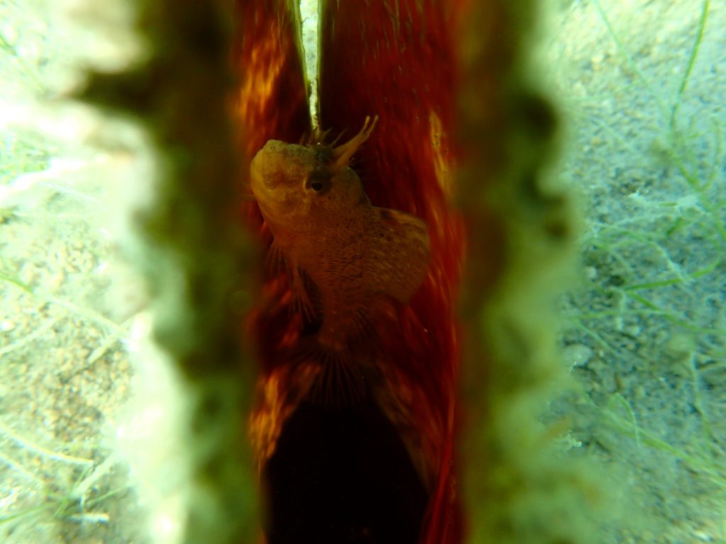 Plemenita periska – SOS – Riba Hrvatske