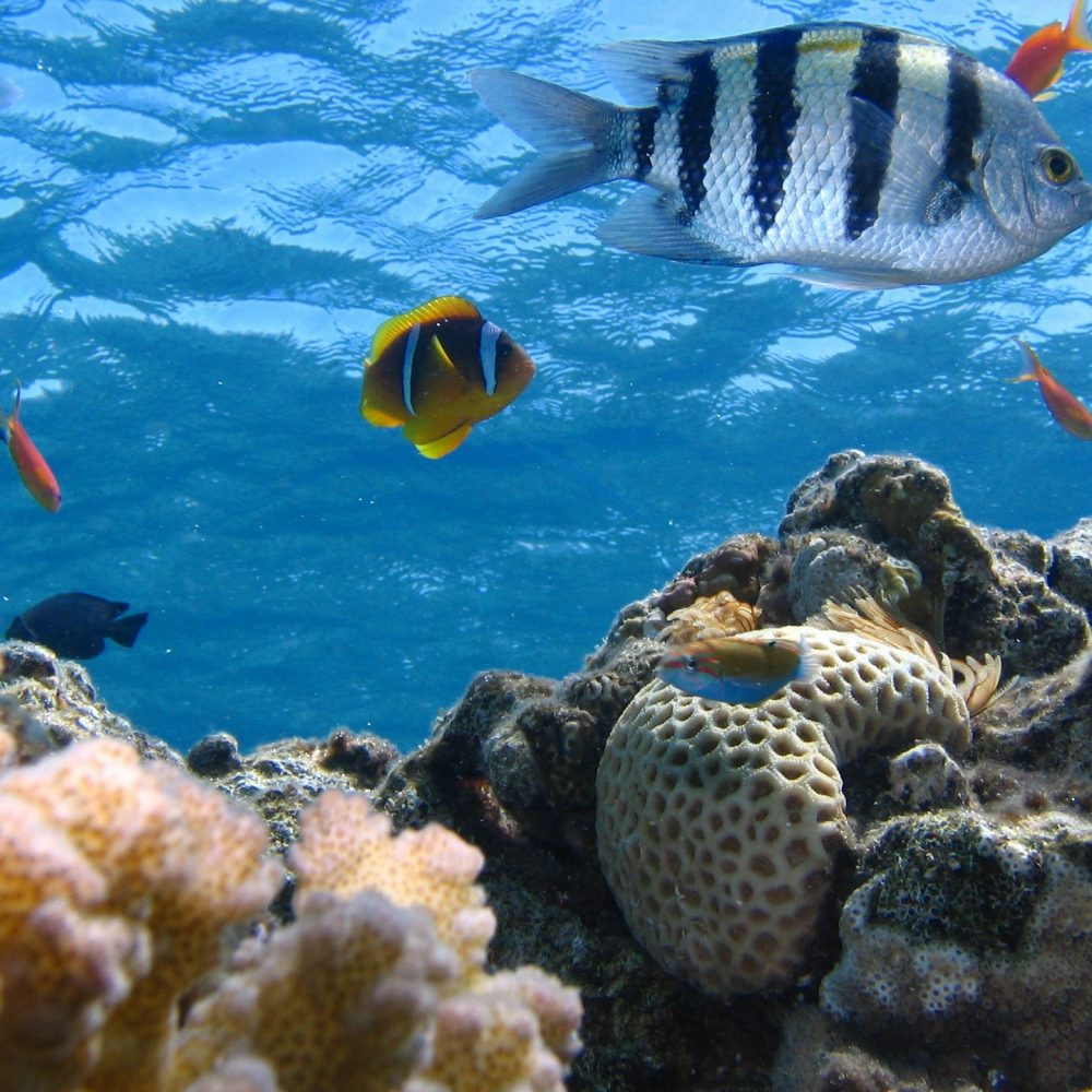 TUNA | Riba Hrvatske