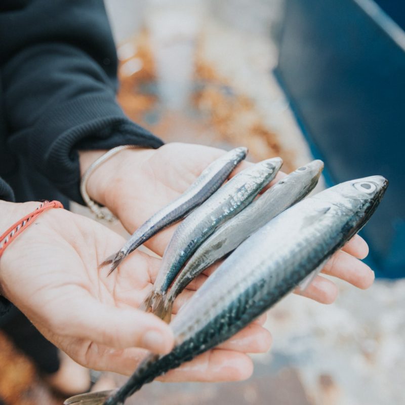 TRLJA | Riba Hrvatske